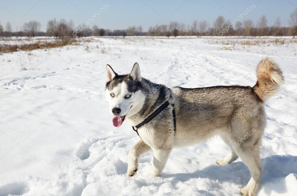 Husky perro se para en la nieve y esperando a jugar. husky siberiano ...