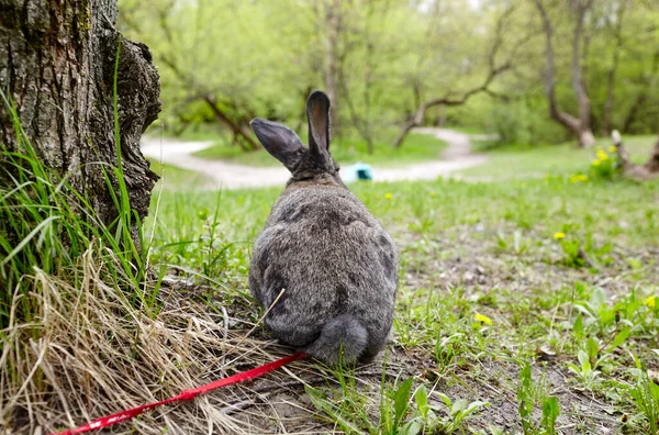 Bunny hopping Stock Photos, Royalty Free Bunny hopping Images ...
