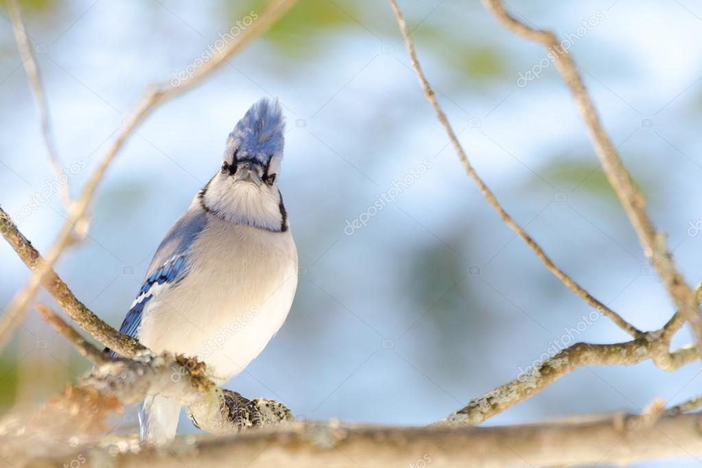 Blue Jay (Cyanocitta cristata) a principios de la primavera, encaramado ...