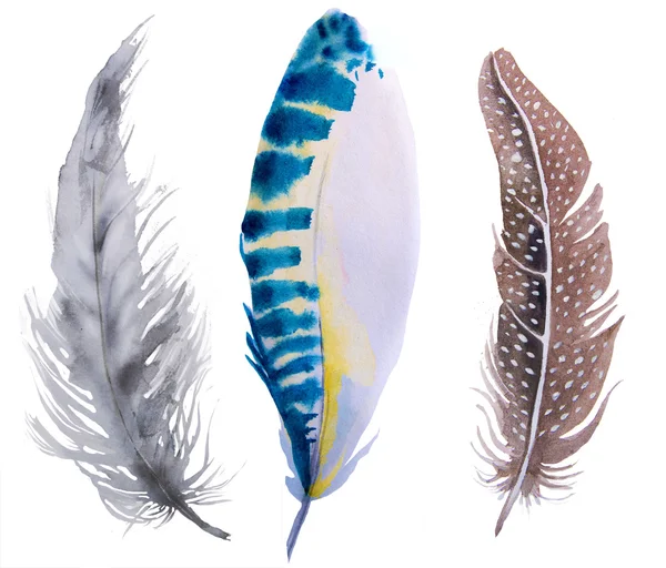 Colorful bird feather from wing isolated. Watercolor background ...