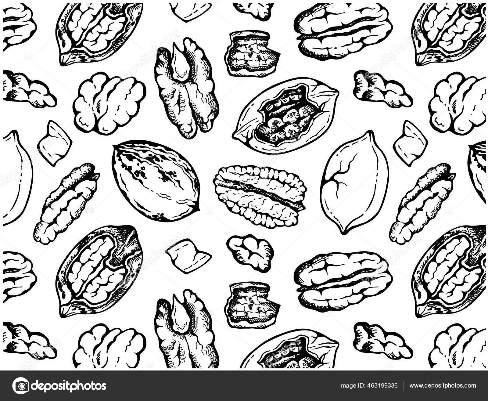 Hand Drawn Pattern Sketch Pecan Nuts Shell Isolated White Background ...