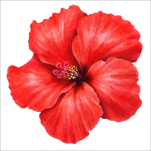 17,710,505 Bunga raya Vector Images | Depositphotos