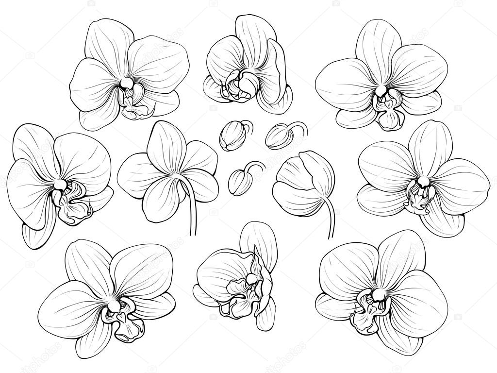 Graphic orchid Stock Vector Image by ©arhmarina #79098726