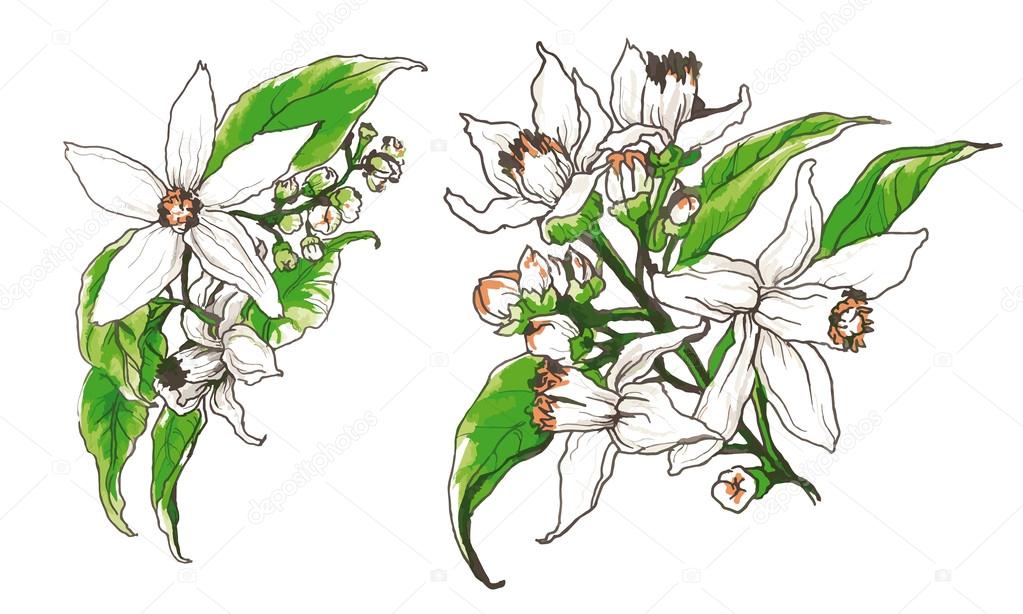 flor de Azahar — Archivo Imágenes Vectoriales © magnolija_three #71894957