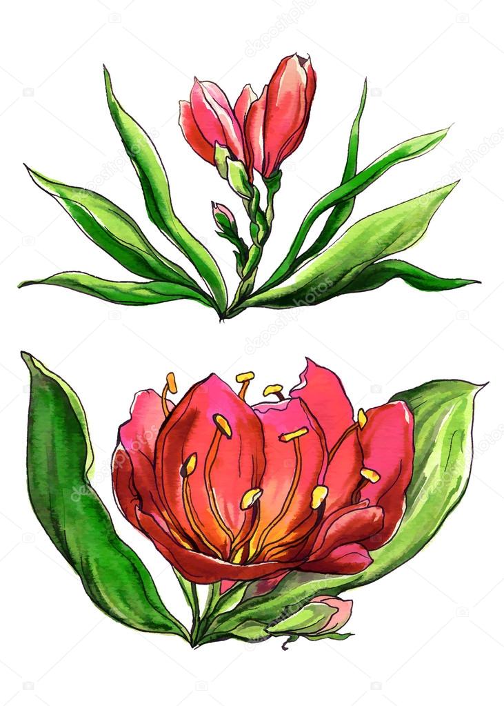 Red Clivia miniata — Stock Photo © magnolija_three #97900386