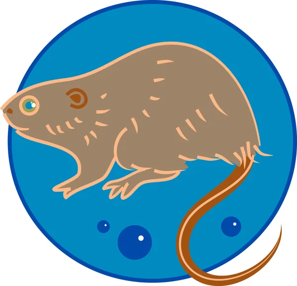 Muskrat, Royalty-free Muskrat Vector Images & Drawings | Depositphotos®