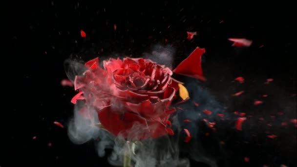 Red frozen rose explodes — Stock Video © VIAfilms #65808565