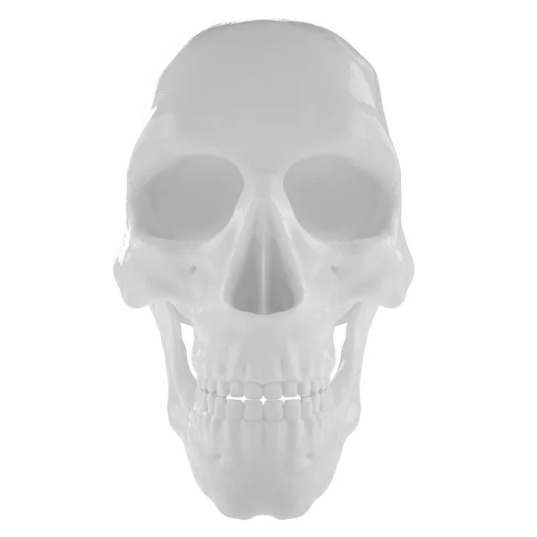 White skull Stock Photos, Royalty Free White skull Images | Depositphotos