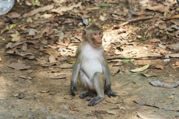 Macaco vietnam Stock Photos, Royalty Free Macaco vietnam Images ...