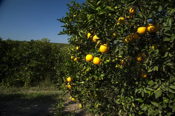 Orange plantations. Agriculture. Stock Photo by ©Paulovilela 119362348