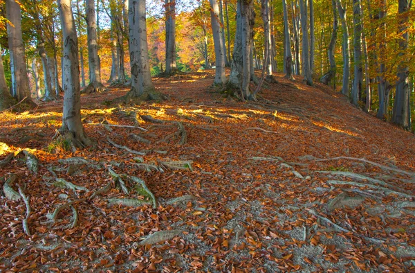 Ambre le tapis forestier Stock Photos, Royalty Free Ambre le tapis ...