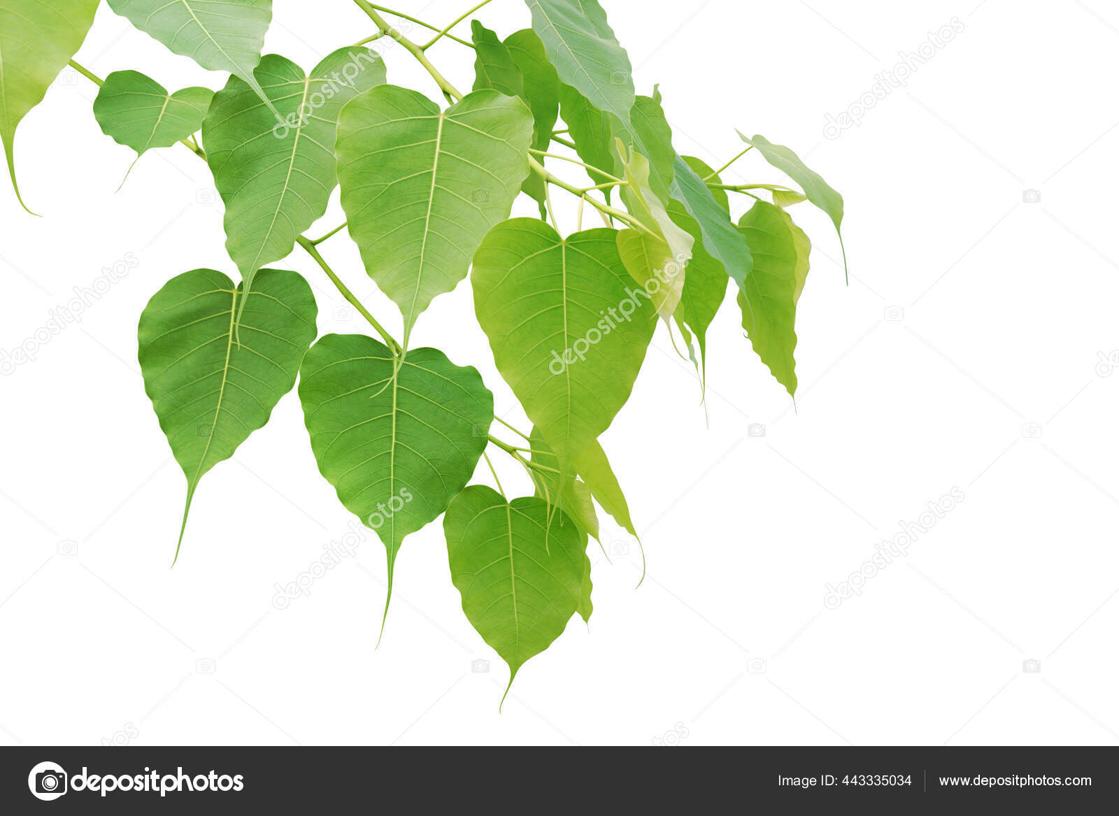 Branches Green Leaves Bodhi Tree Isolated White Background Clipping ...