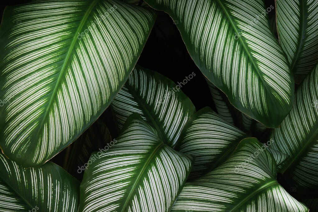 Pin Stripe Calathea deja en color de tono oscuro como fondo de textura ... Pin Stripe Calathea deja en color de tono oscuro como fondo de textura ...
