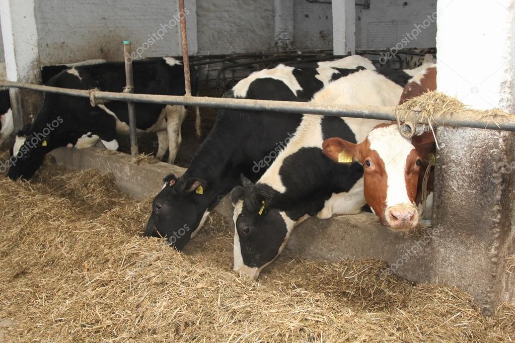 Cows in a farm cowshed Stock Photo by ©LaKirr 96667742