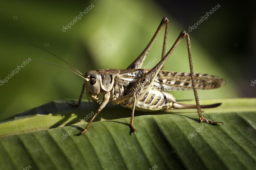 Grasshopper — Stock Photo © orlio #73318689