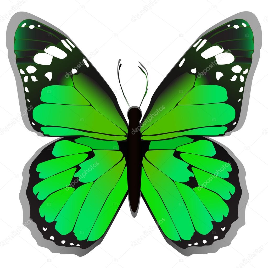 Colorida mariposa verde vector, gráfico vectorial © FamilyF imagen ...