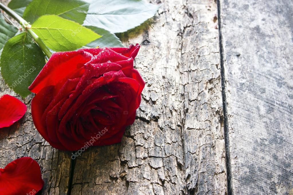 One Red Rose Wallpaper