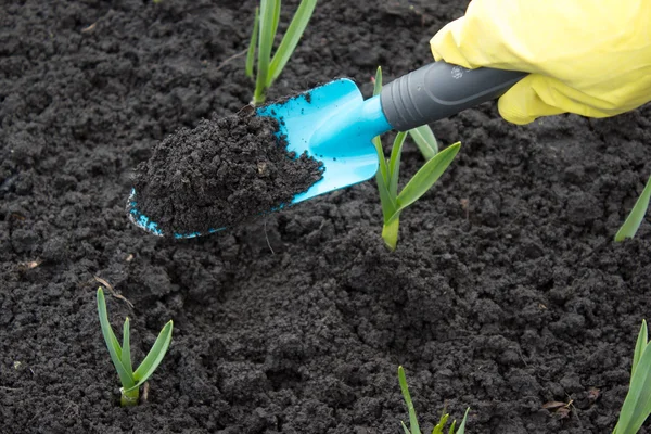 A gardener's gloved hand planting with a small trowel in a herb garden ...