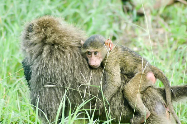 Primate care Stock Photos, Royalty Free Primate care Images | Depositphotos