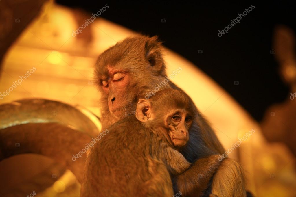 Small monkeys hugging Stock Photo by ©dosochnik220 66633819