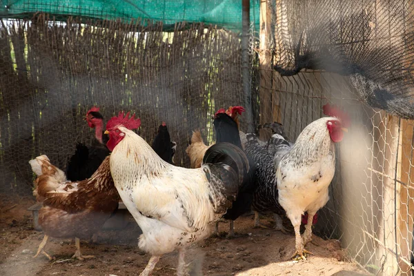 Chicken coop on a farm with a variety of chickens and roosters. - Stock ...