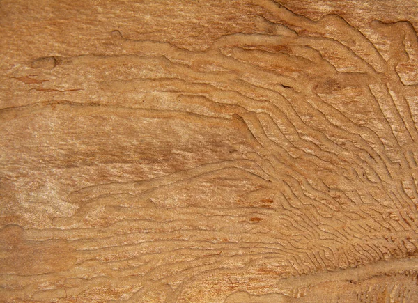 Gypsum pattern Stock Photos, Royalty Free Gypsum pattern Images ...