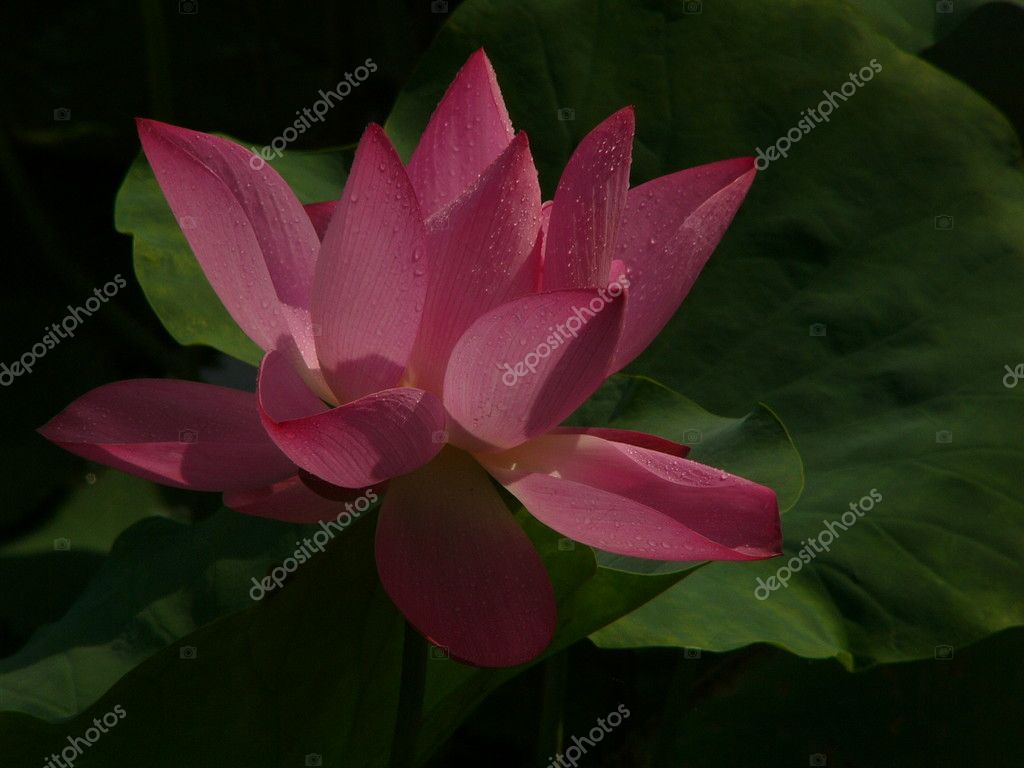 Lotus is a symbol of pure — Stock Photo © aleq1463 #119945324
