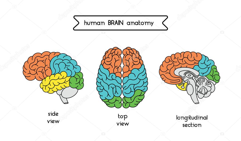 Brain Top View Labeled
