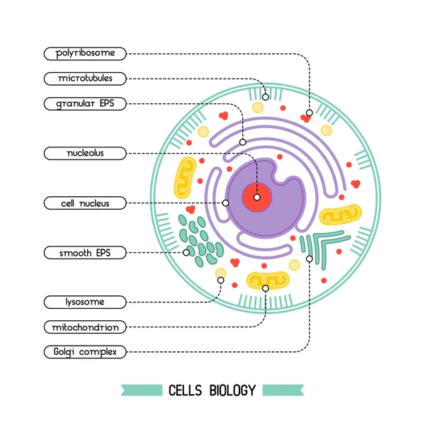 Human cell structure — Stock Vector © rob3000 #65092153 Human cell structure — Stock Vector © rob3000 #65092153