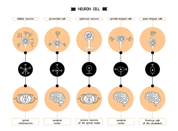 ᐈ Simple diagram of a neuron stock vectors, Royalty Free dendrites ...