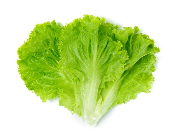 Lechuga fresca / una hoja aislada sobre fondo blanco / primer plano ...