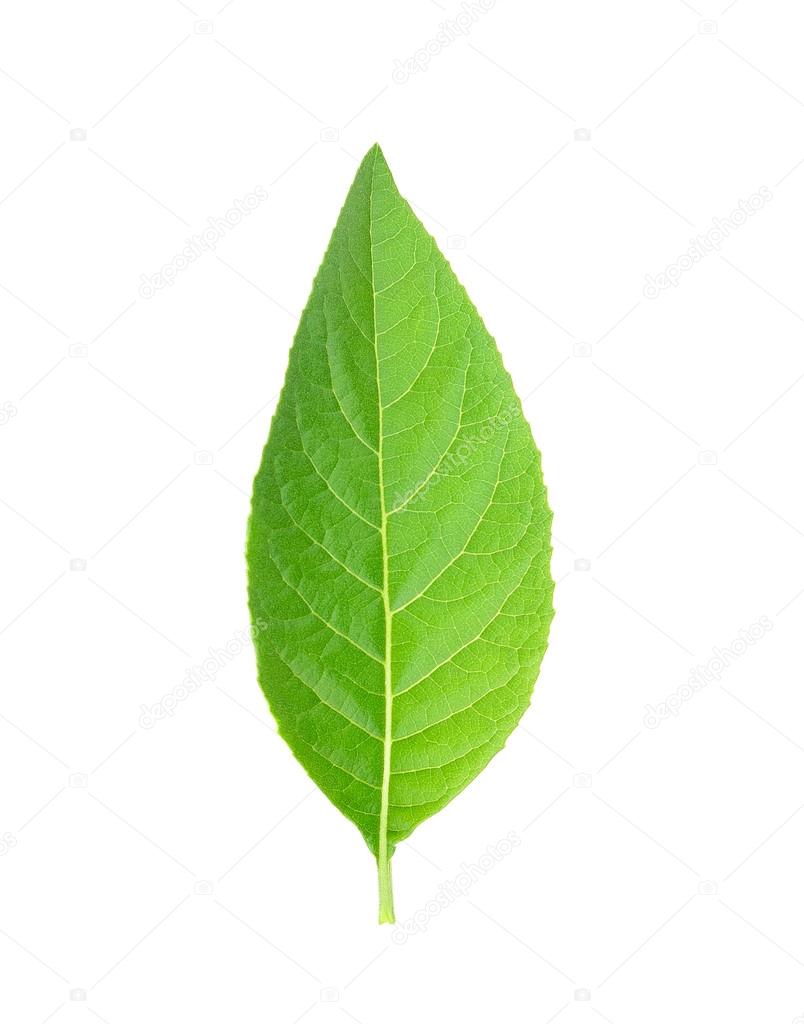 Adhatoda vasica or medicinal Basak leaf Stock Photo by ©khumthongonline ...