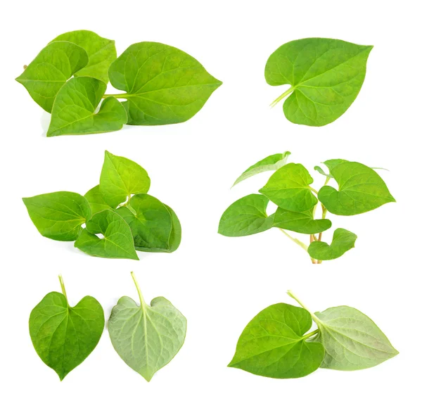 Collection green tree leaves — Stock Photo © Marifa #6363822 Collection green tree leaves — Stock Photo © Marifa #6363822