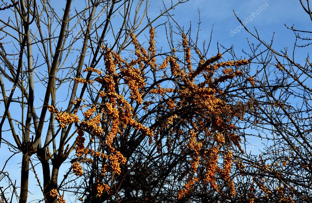 El arbusto es de crecimiento medio, con una corona ovalada y escasa ...