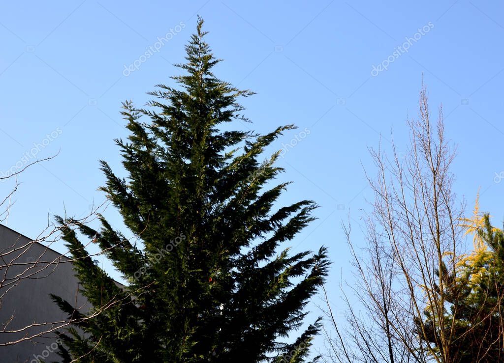 El híbrido de ciprés crece rápidamente y forma hermosos setos de ...