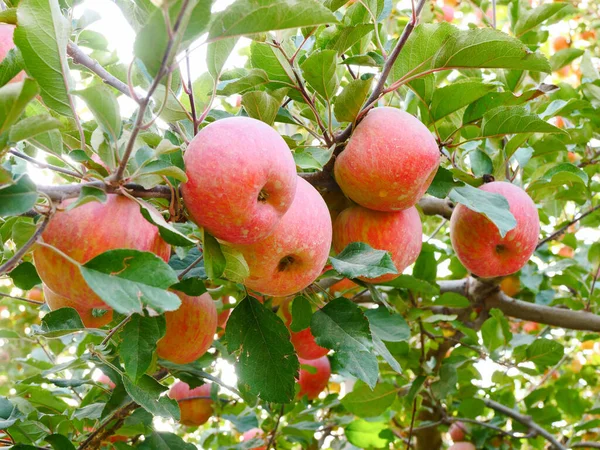 Fuji apple harvest, picking season, apple orchard apple trees, ripe red ...