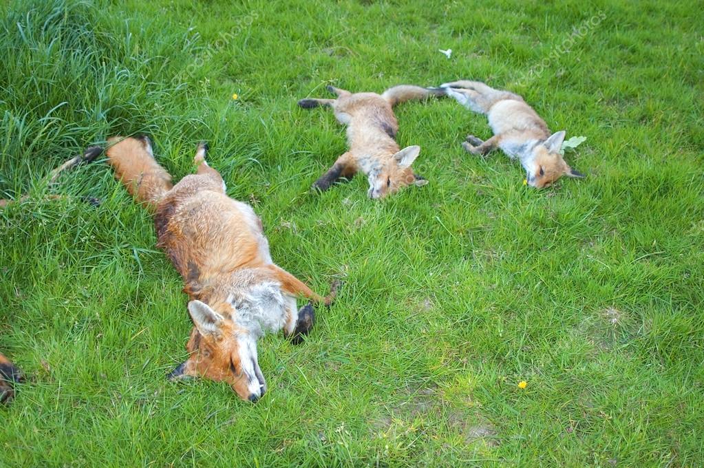 Dead Fox Hunting