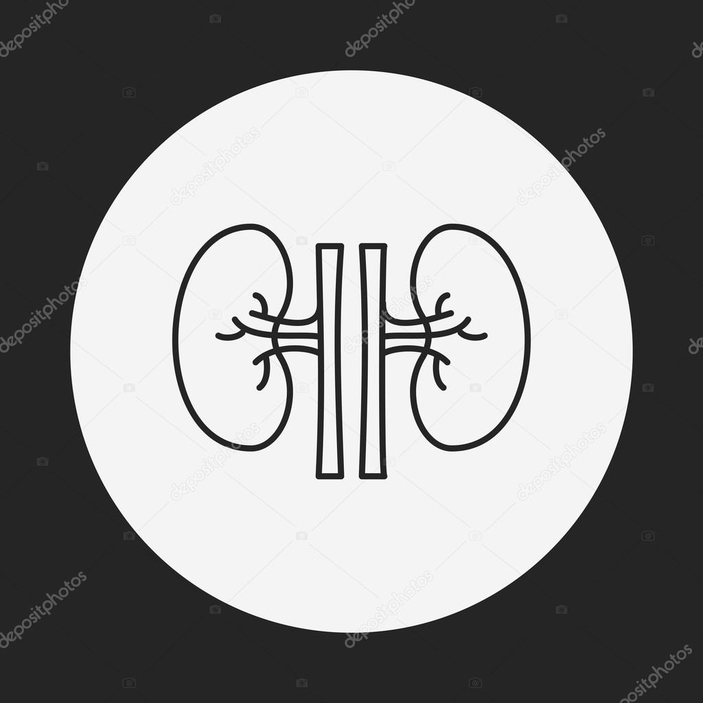 Kidney line icon Stock Vector by ©vectorchef 81295162