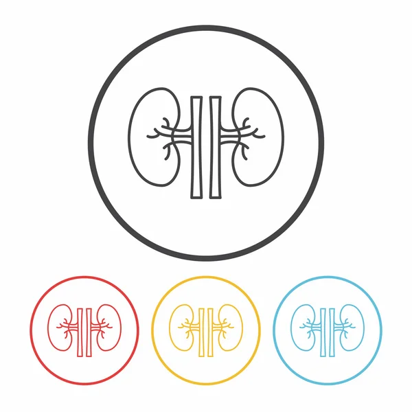 Kidney line icon Stock Vector by ©vectorchef 81295162