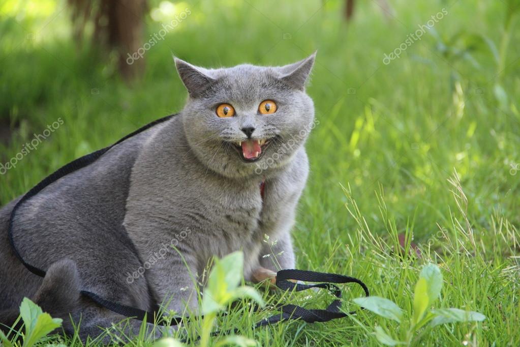 Cute british cat Alice. Pretty little kittens. Fluffy friend. Downy ...