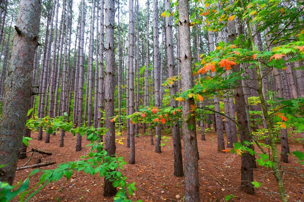 Stand of Pine Tree Forest on Pierce Stocking Drive within Sleepi Stock ...