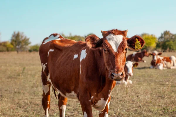 Red cow Stock Photos, Royalty Free Red cow Images | Depositphotos