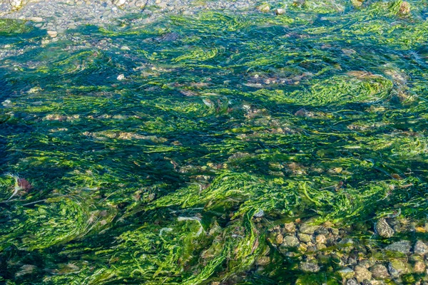 Algae new zealand Stock Photos, Royalty Free Algae new zealand Images ...