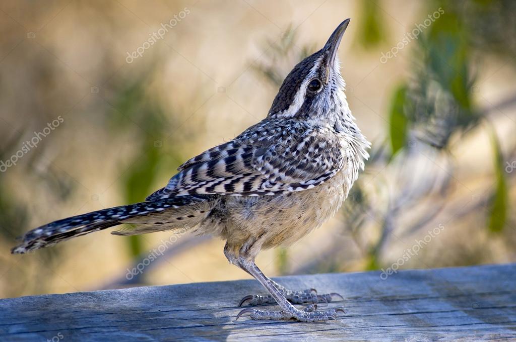 Cactus Wren Flying
