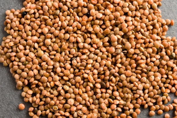 Lentejas planta fotos de stock, imágenes de Lentejas planta sin ...