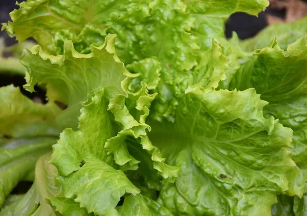 Imágenes de Cultivo de lechuga de hojas, fotos de Cultivo de lechuga de ...