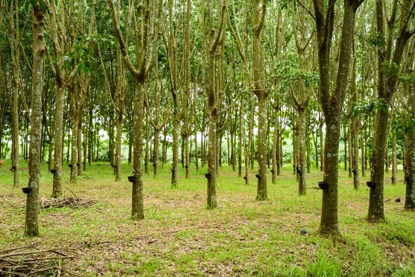 Rubber plantation Stock Photos, Royalty Free Rubber plantation Images ...