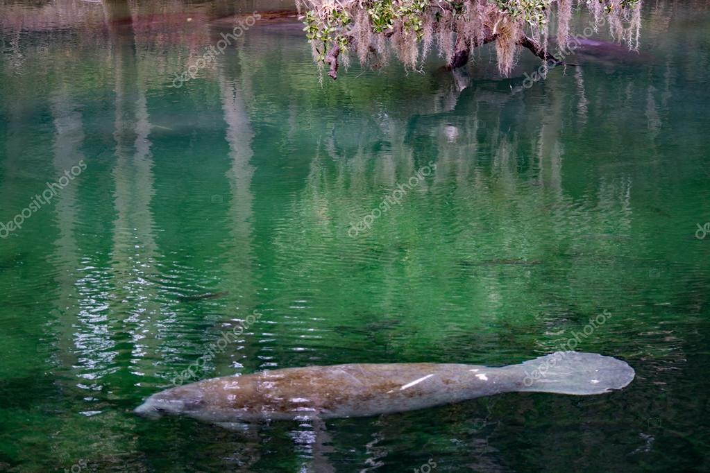 West Indian Manatee, Blue Spring, Florida, USA — Stock Photo © uhg1234 ...
