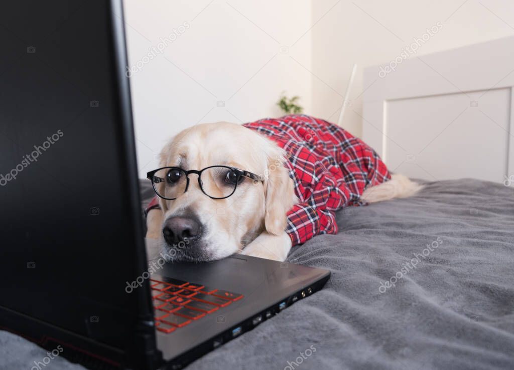 El perro inteligente está trabajando en un proyecto en línea utilizando ...