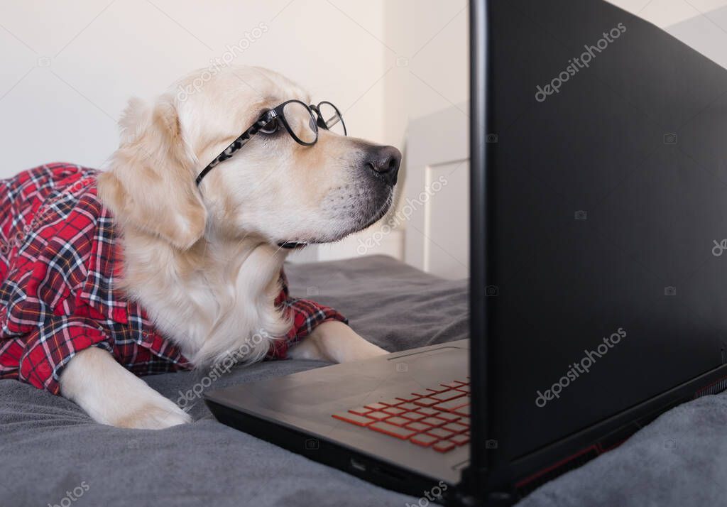El perro inteligente está trabajando en un proyecto en línea utilizando ...